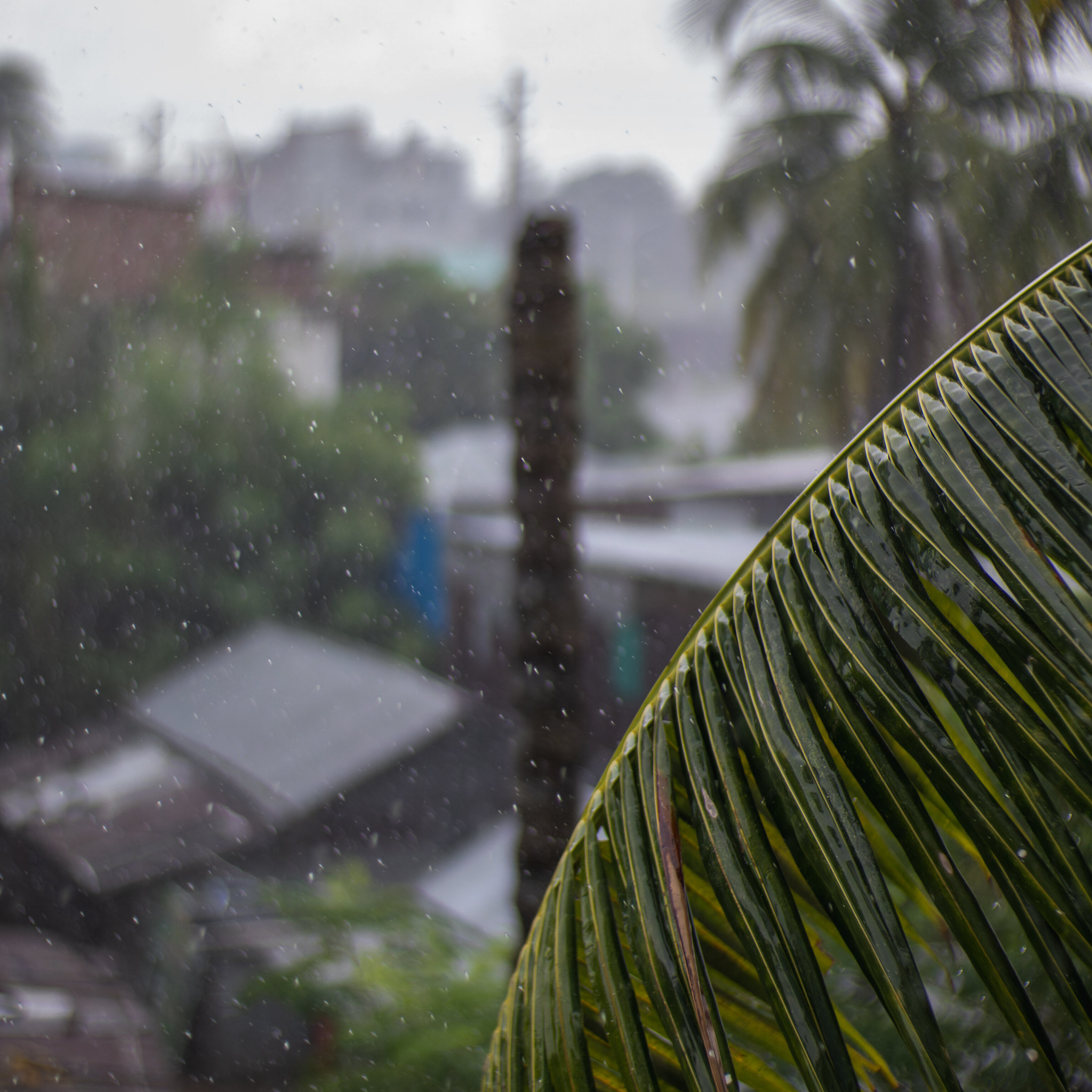 Freezing Rain Drops with A Fast Lens - Masnun | Photography